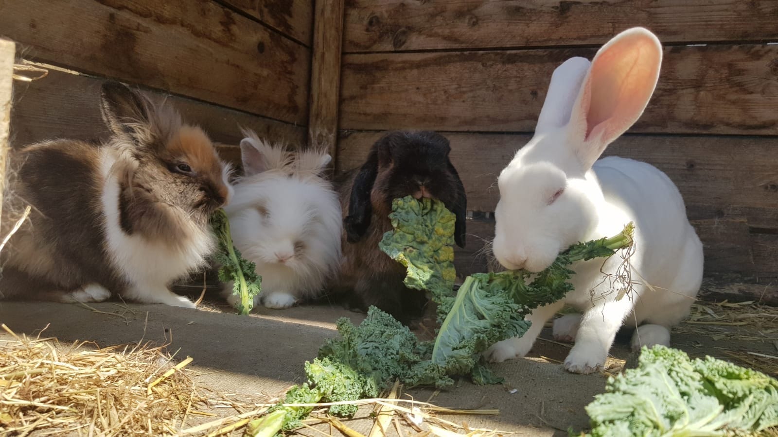 Meet the Animals - Vauxhall City Farm