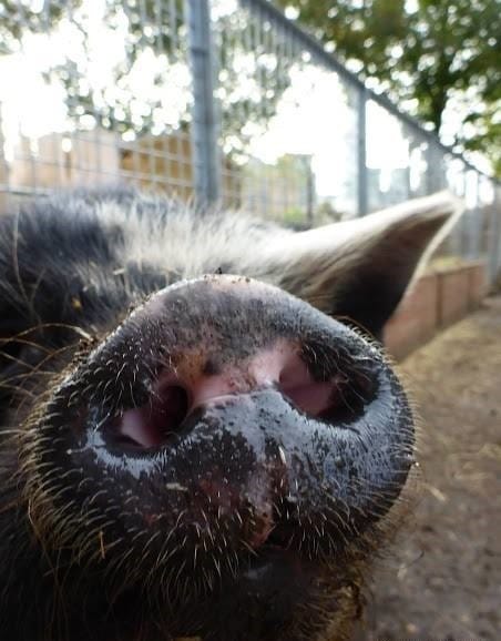 Jenny the Pig - Vauxhall City Farm