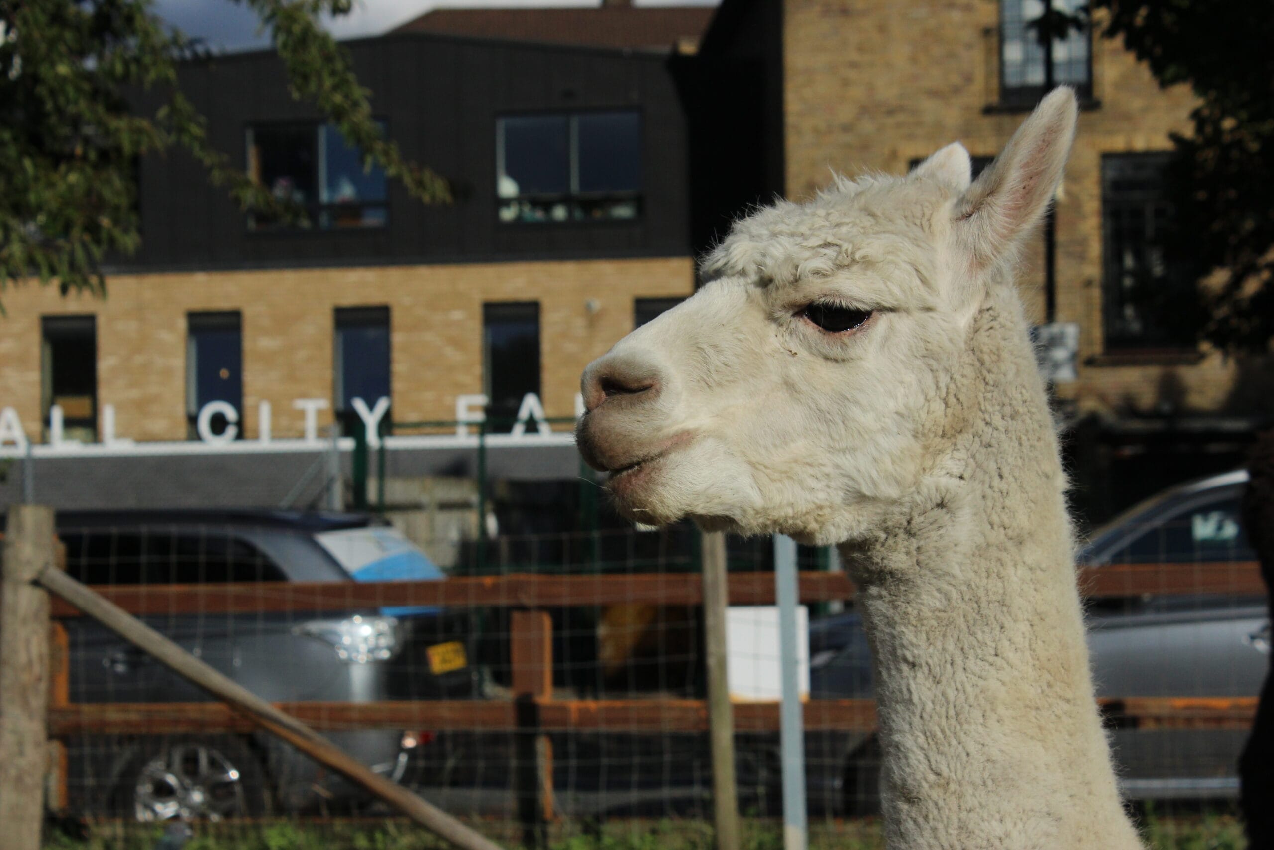 Alpacas, alpacas, alpacas! - Vauxhall City Farm