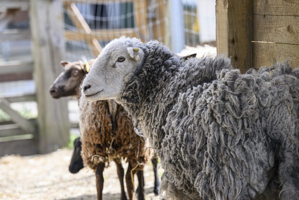 Faith's Place Presents...Sheep Shearing & a Shandy! - Vauxhall City Farm