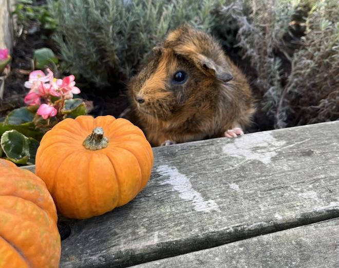 Pudding does Autumn October at Vauxhall City Farm... - Vauxhall City Farm