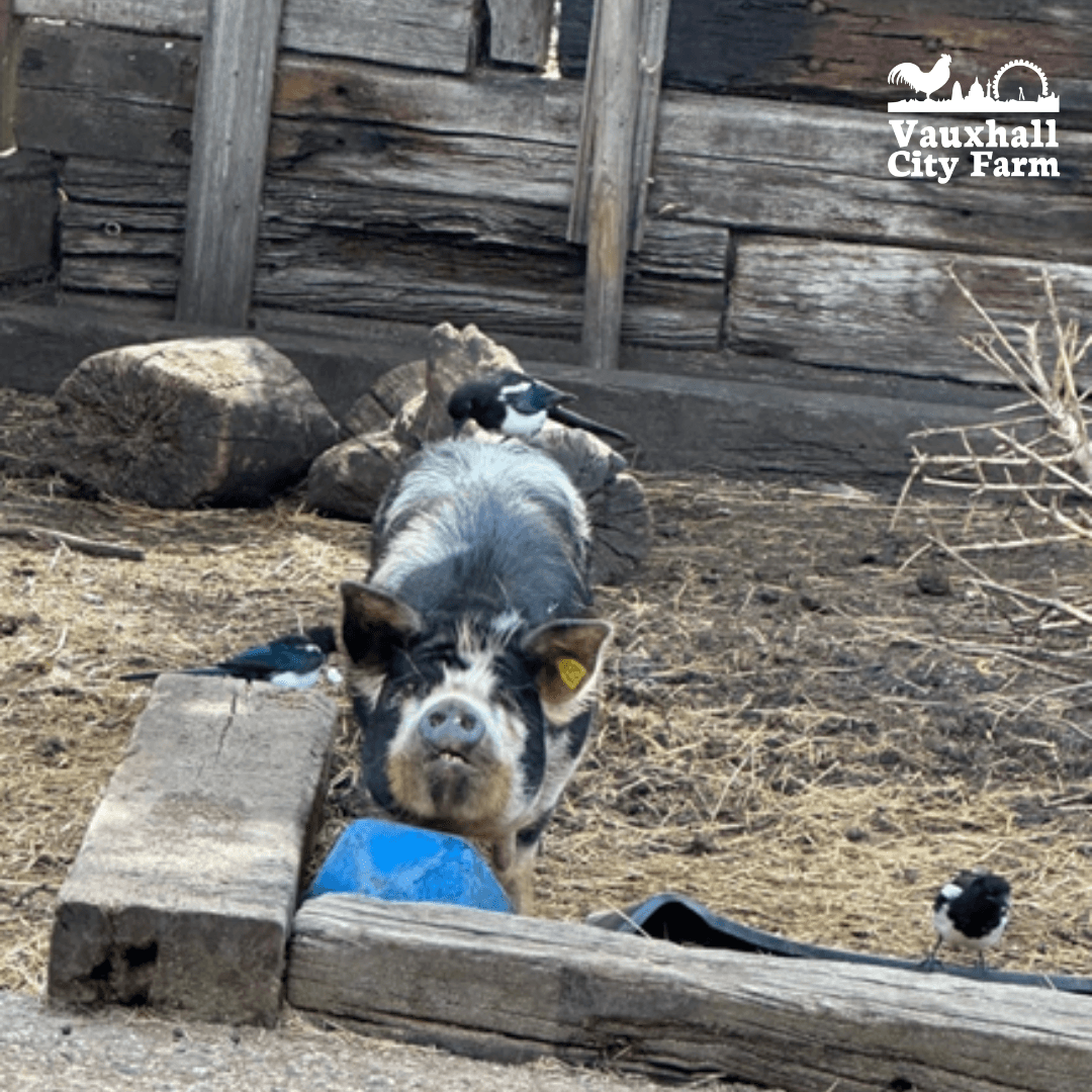Vauxhall City Farm